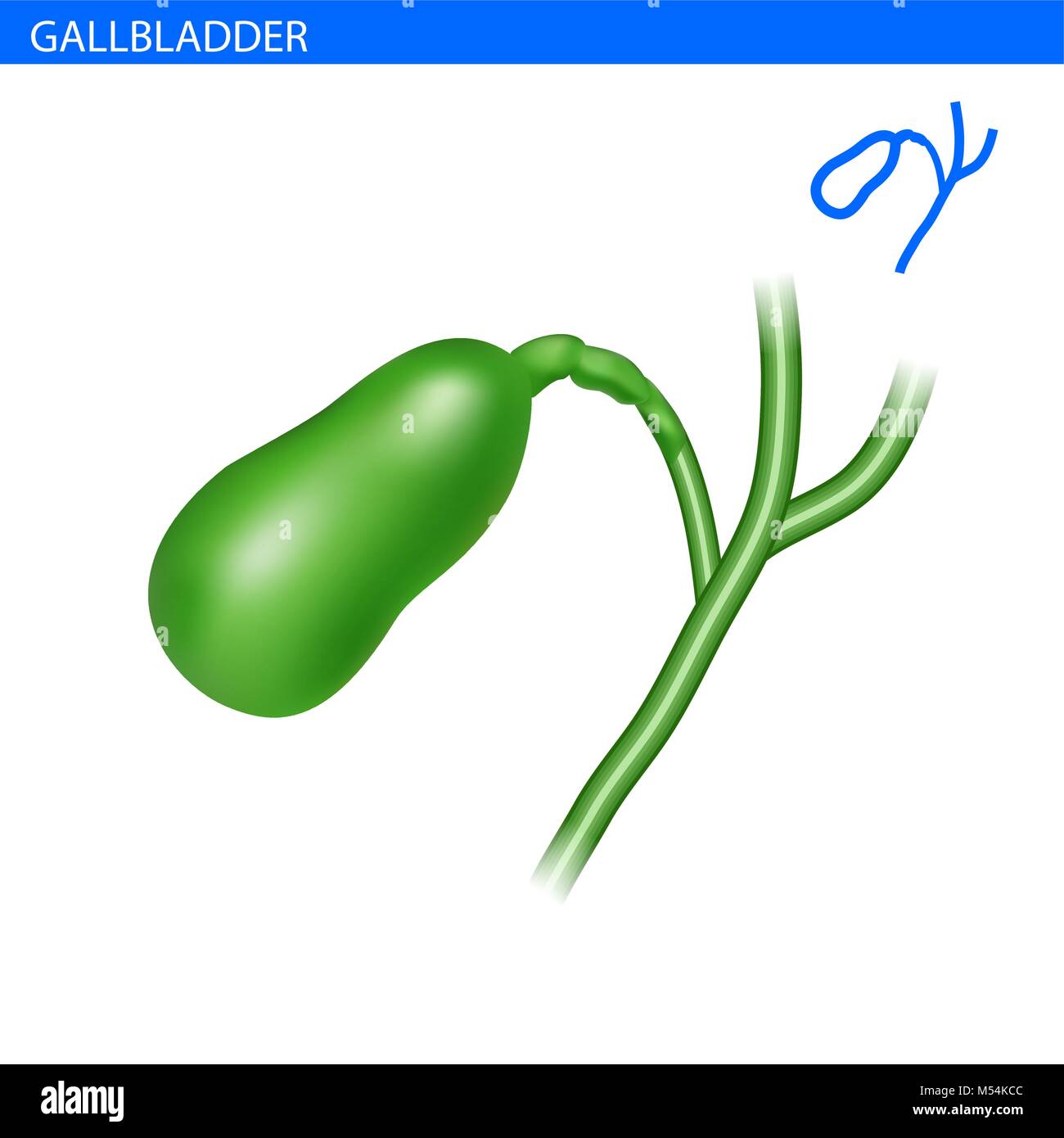 Cistifellea anatomy Immagini Vettoriali Stock - Alamy