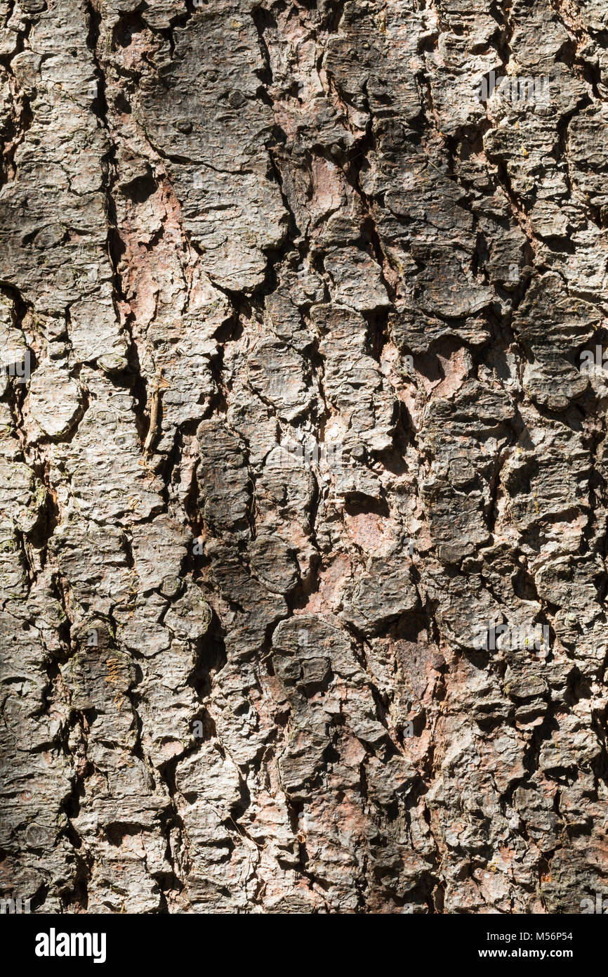 Gewöhnliche Fichte, Fichte, Rot-Fichte, Rotfichte, Rinde, Borke, Stamm ...