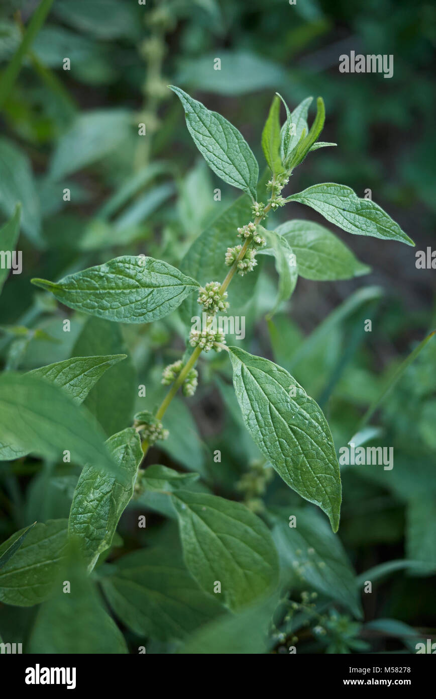 Pianta parietaria officinalis immagini e fotografie stock ad alta ...