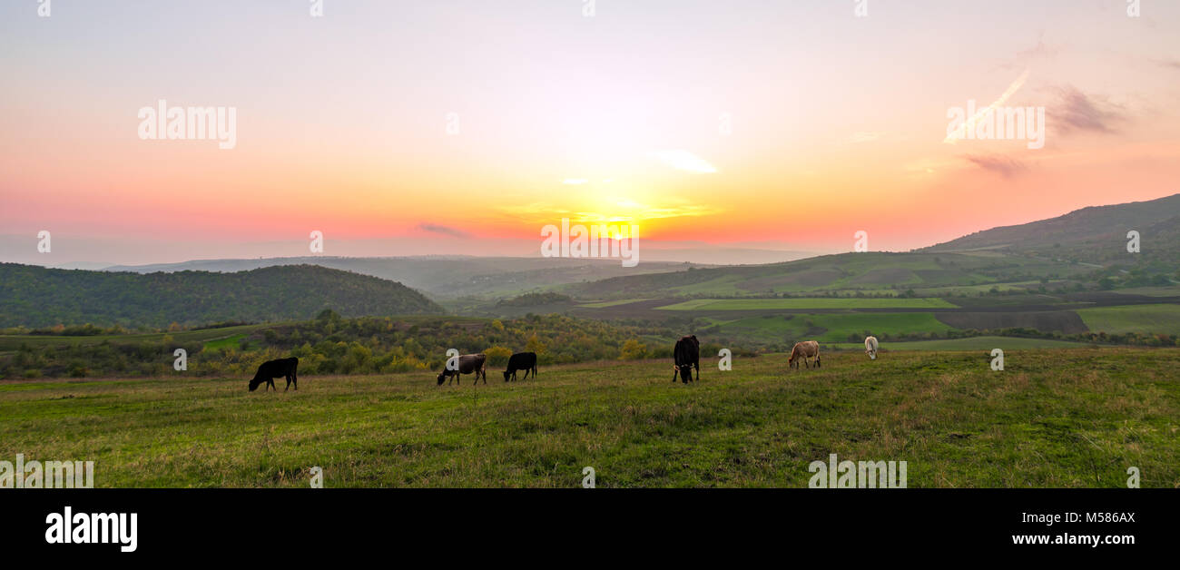 Mucche al pascolo all'alba Immagini e Fotos Stock - Alamy