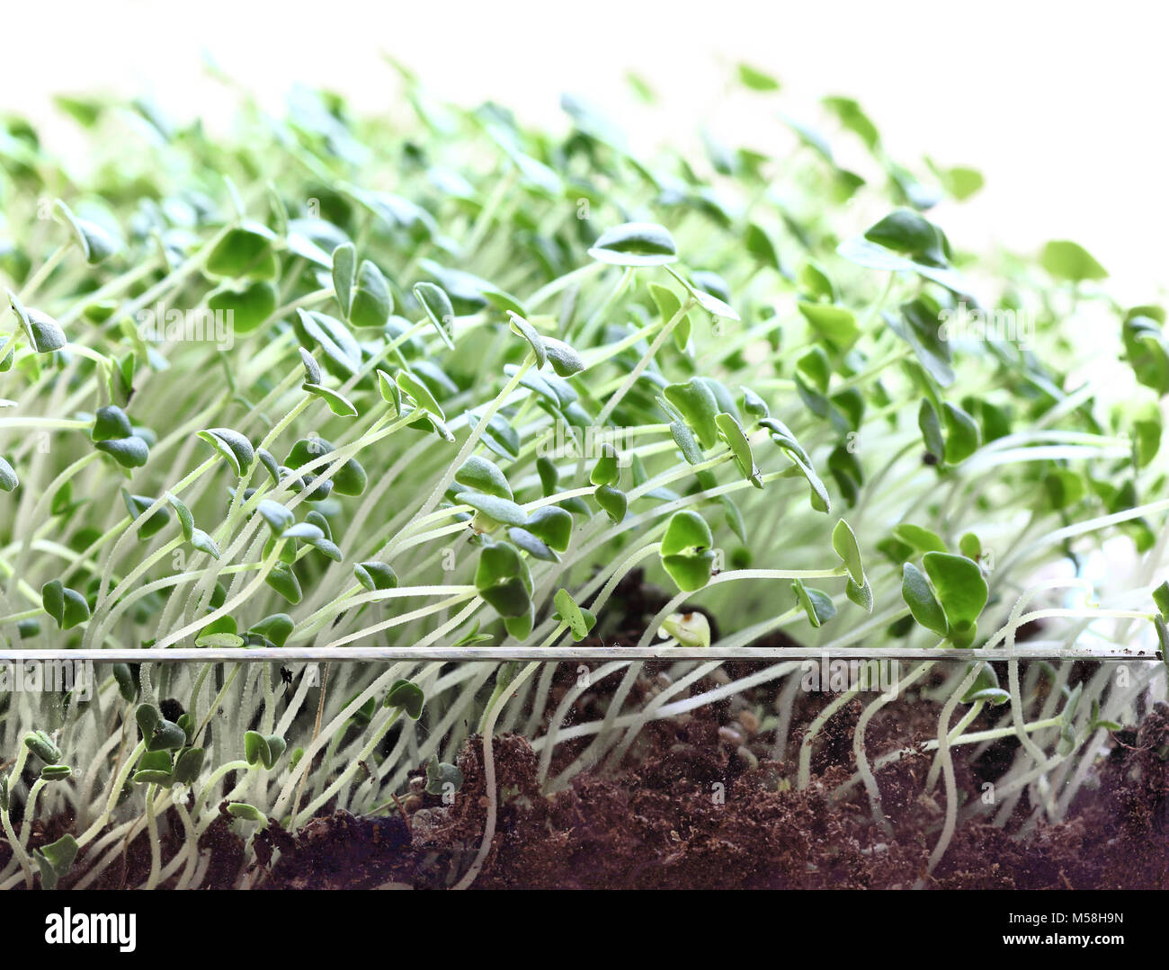 Pianta di chia immagini e fotografie stock ad alta risoluzione - Alamy