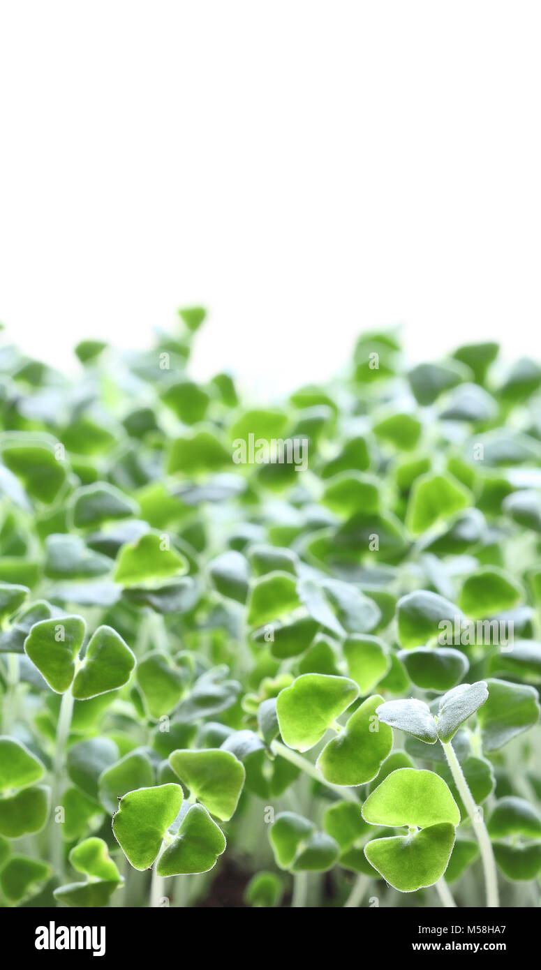 Pianta di chia immagini e fotografie stock ad alta risoluzione - Alamy