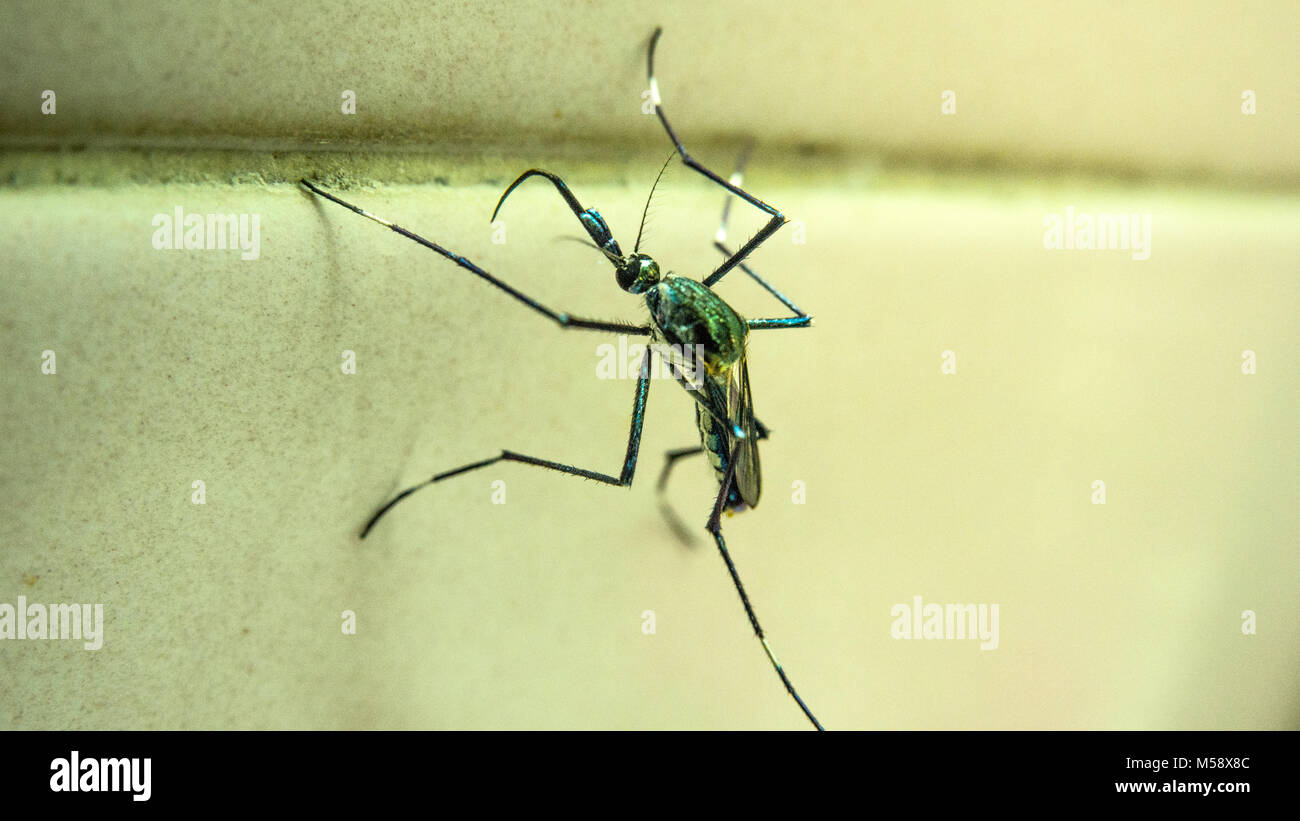 Giant mosquito immagini e fotografie stock ad alta risoluzione - Alamy