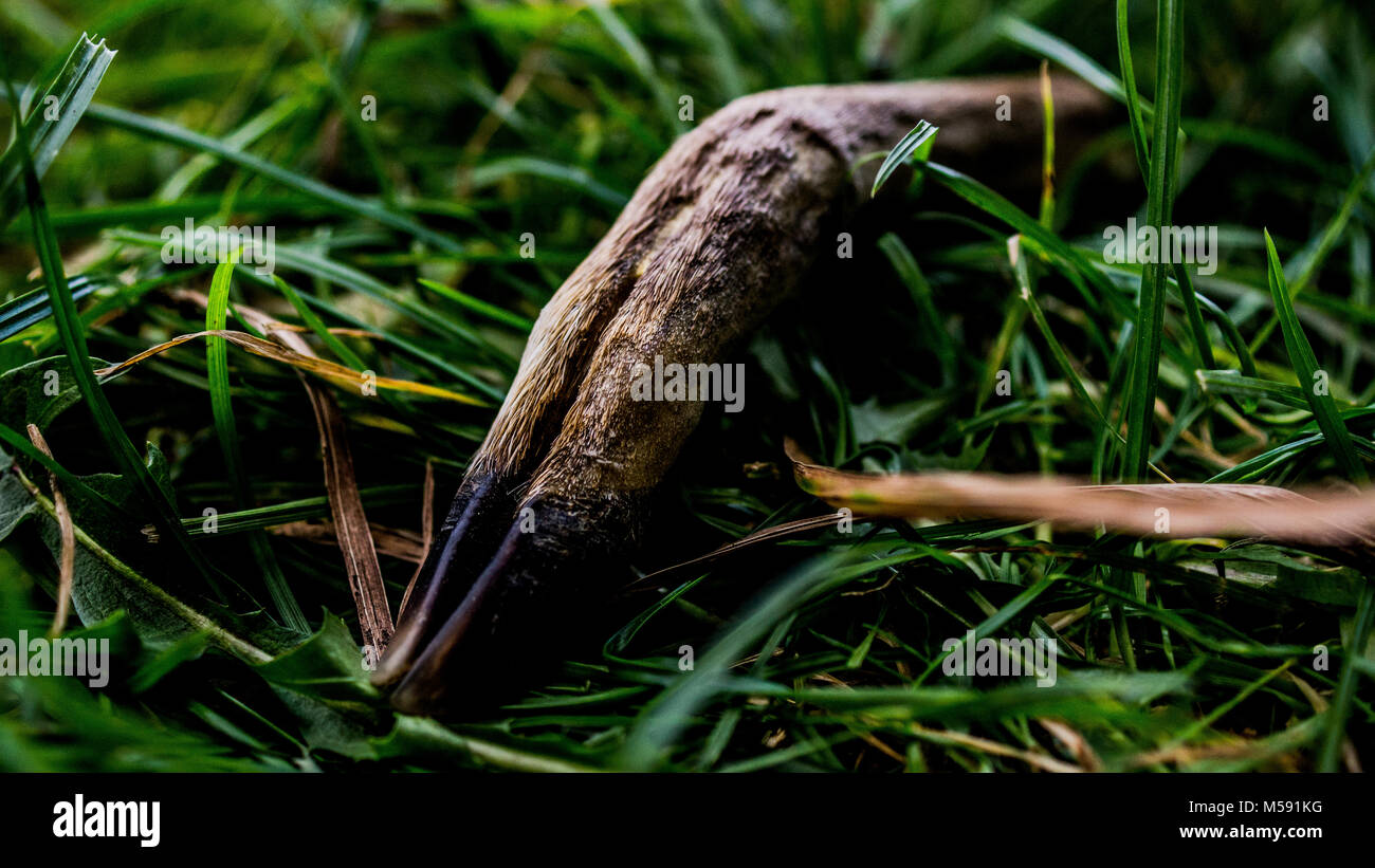 Zoccolo di cervo immagini e fotografie stock ad alta risoluzione - Alamy