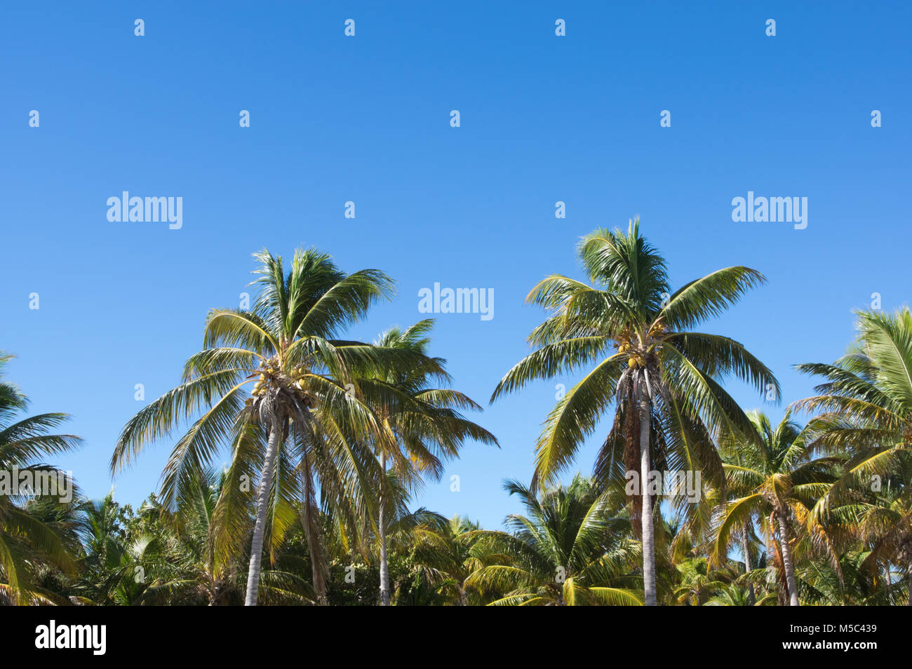 Palme da cocco immagini e fotografie stock ad alta risoluzione - Alamy