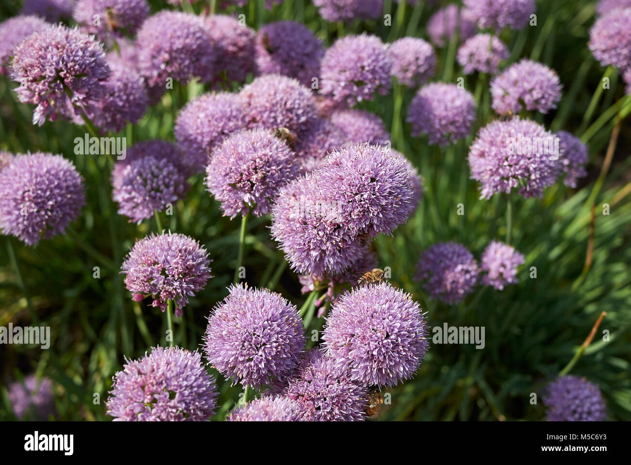Allium senescens immagini e fotografie stock ad alta risoluzione - Alamy
