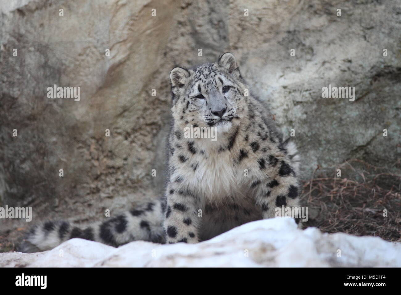 Leopardo delle nevi con i cuccioli immagini e fotografie stock ad alta ...