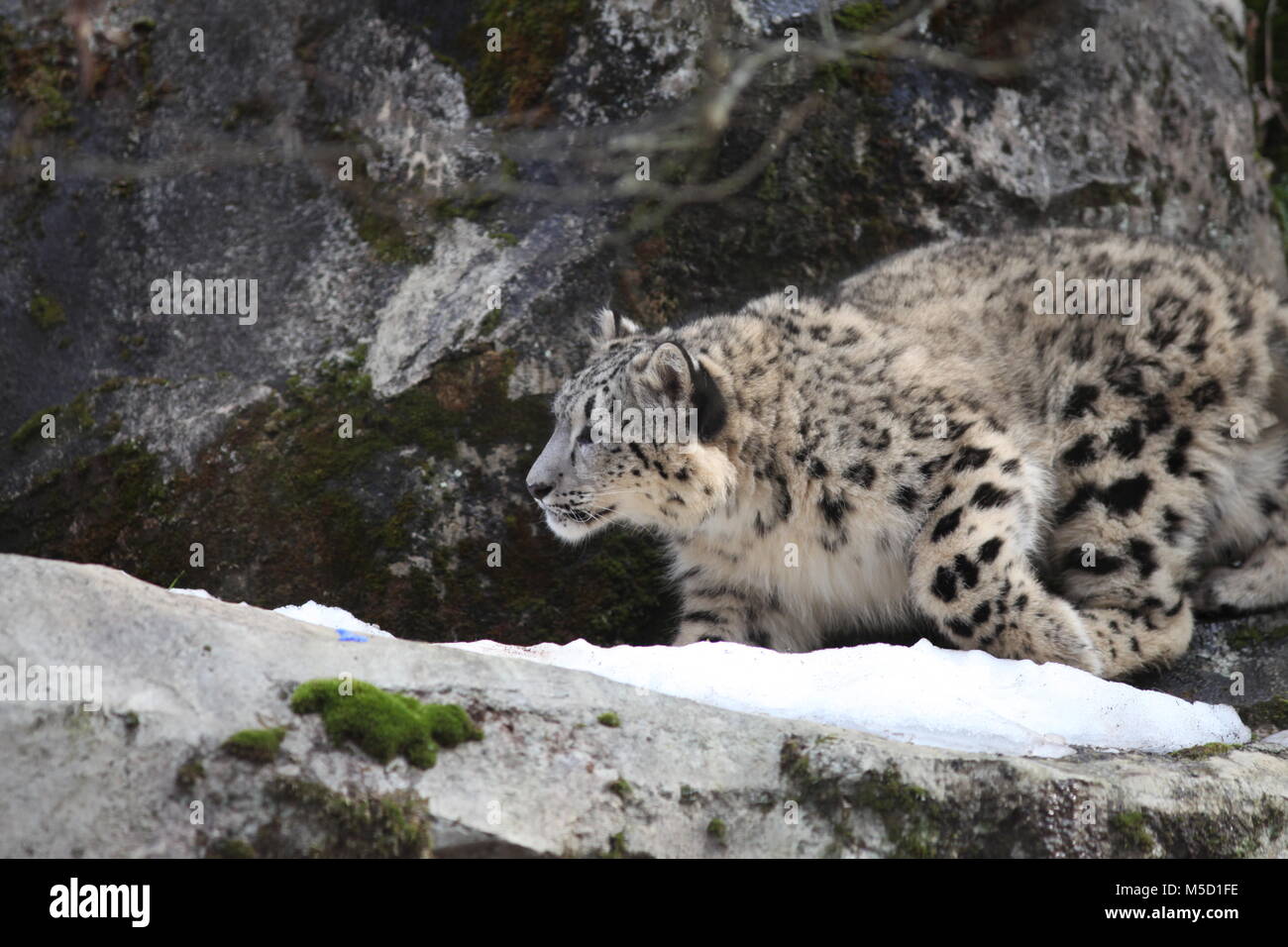 Leopardo delle nevi con i cuccioli immagini e fotografie stock ad alta ...