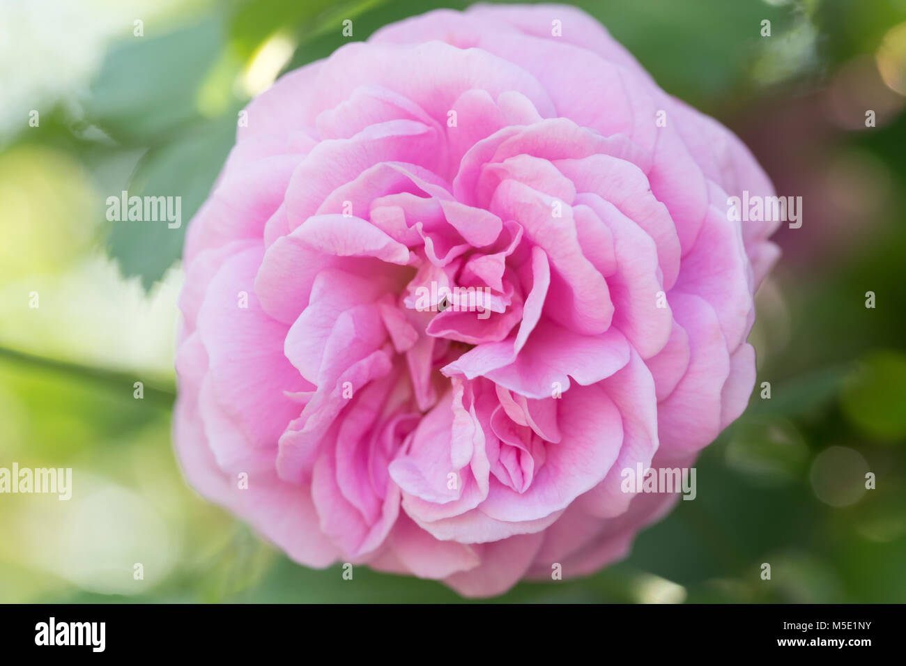 Io fotografo una rosa immagini e fotografie stock ad alta risoluzione ...
