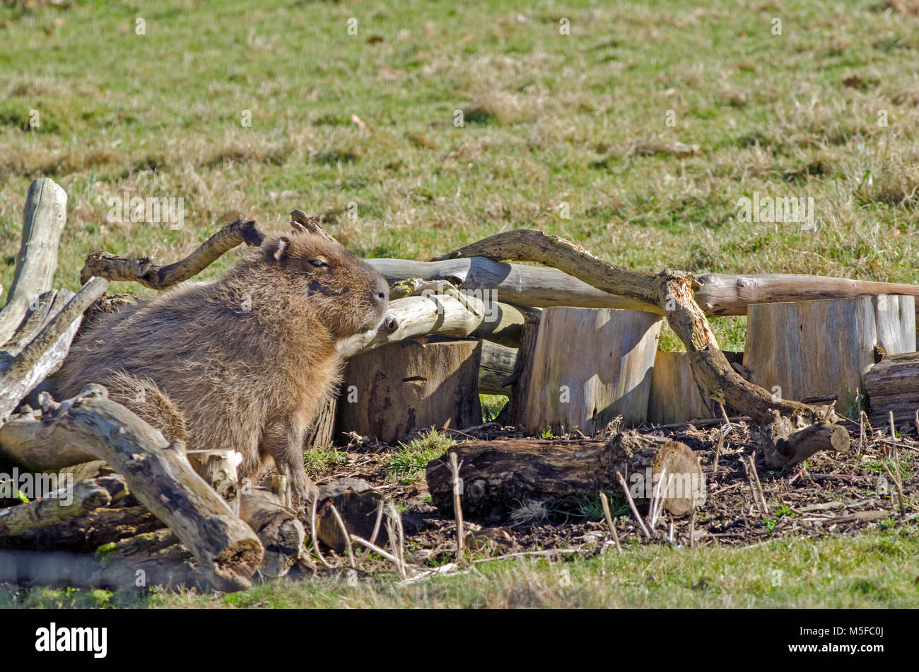 Mangiare capibara immagini e fotografie stock ad alta risoluzione - Alamy