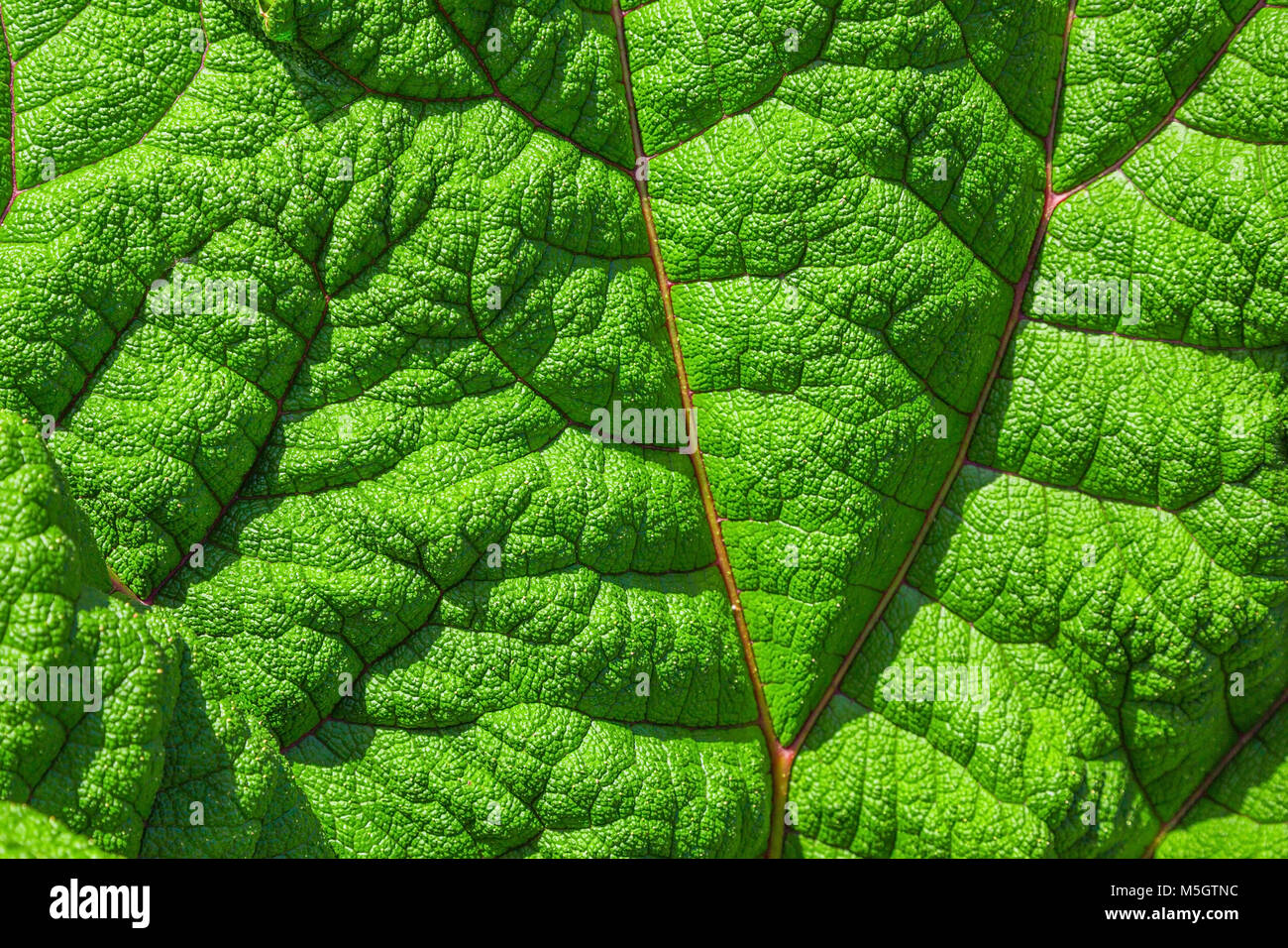 Sfondo texture foglia immagini e fotografie stock ad alta risoluzione ...