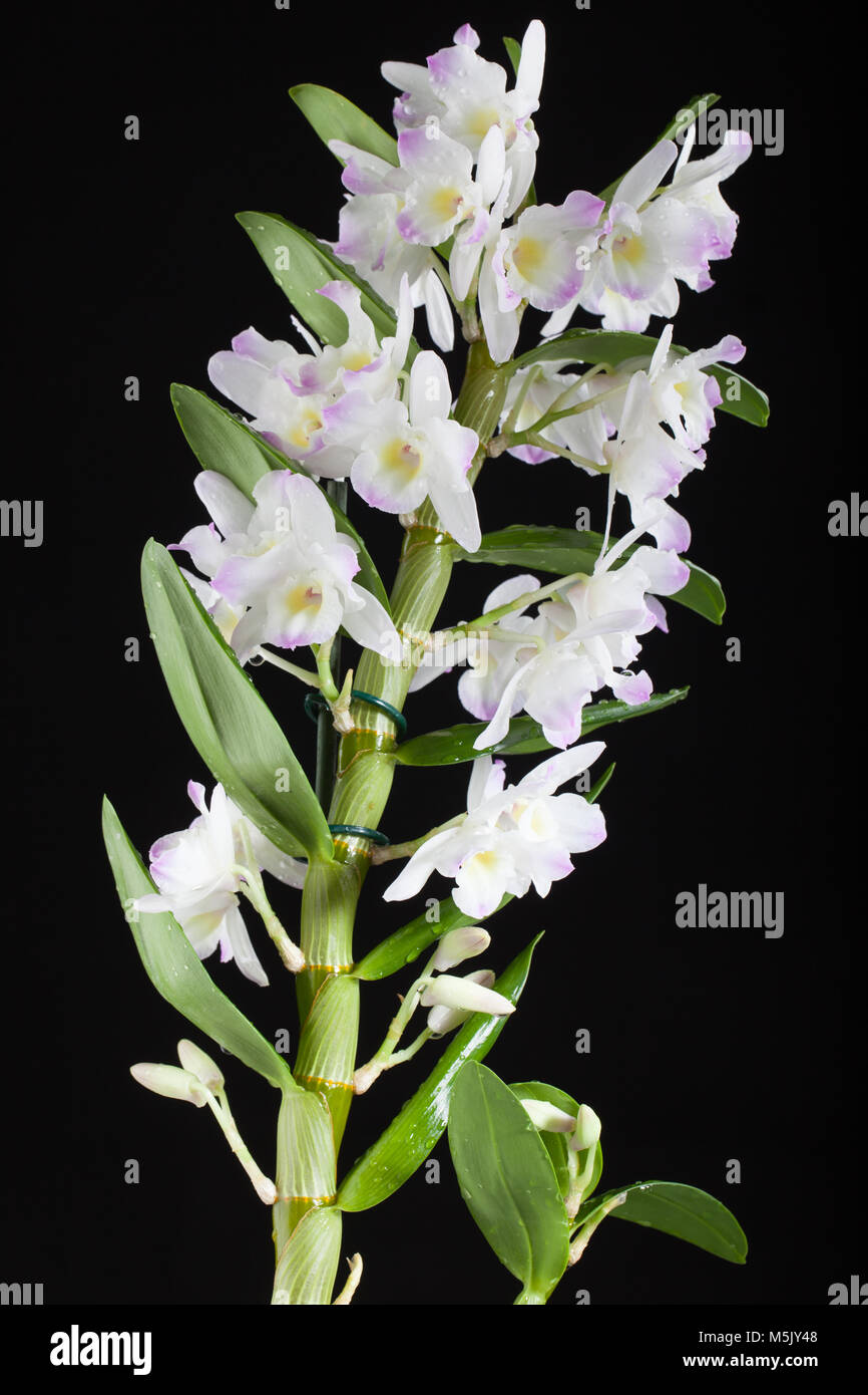 Dendrobium variabile immagini e fotografie stock ad alta risoluzione ...