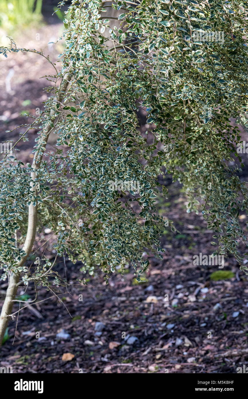 Azara microphylla variegata immagini e fotografie stock ad alta ...