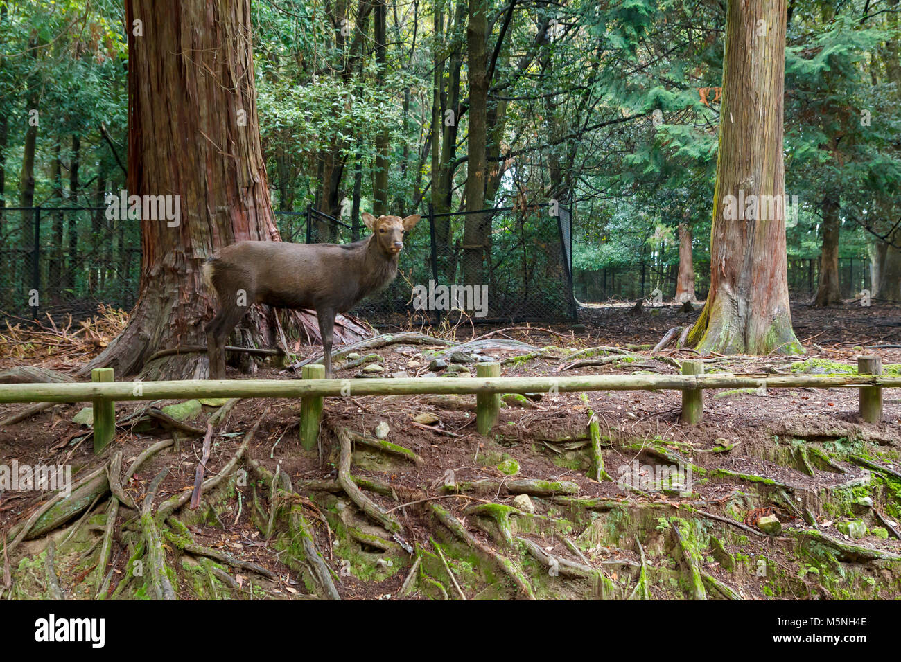 Cervo giappone immagini e fotografie stock ad alta risoluzione - Alamy