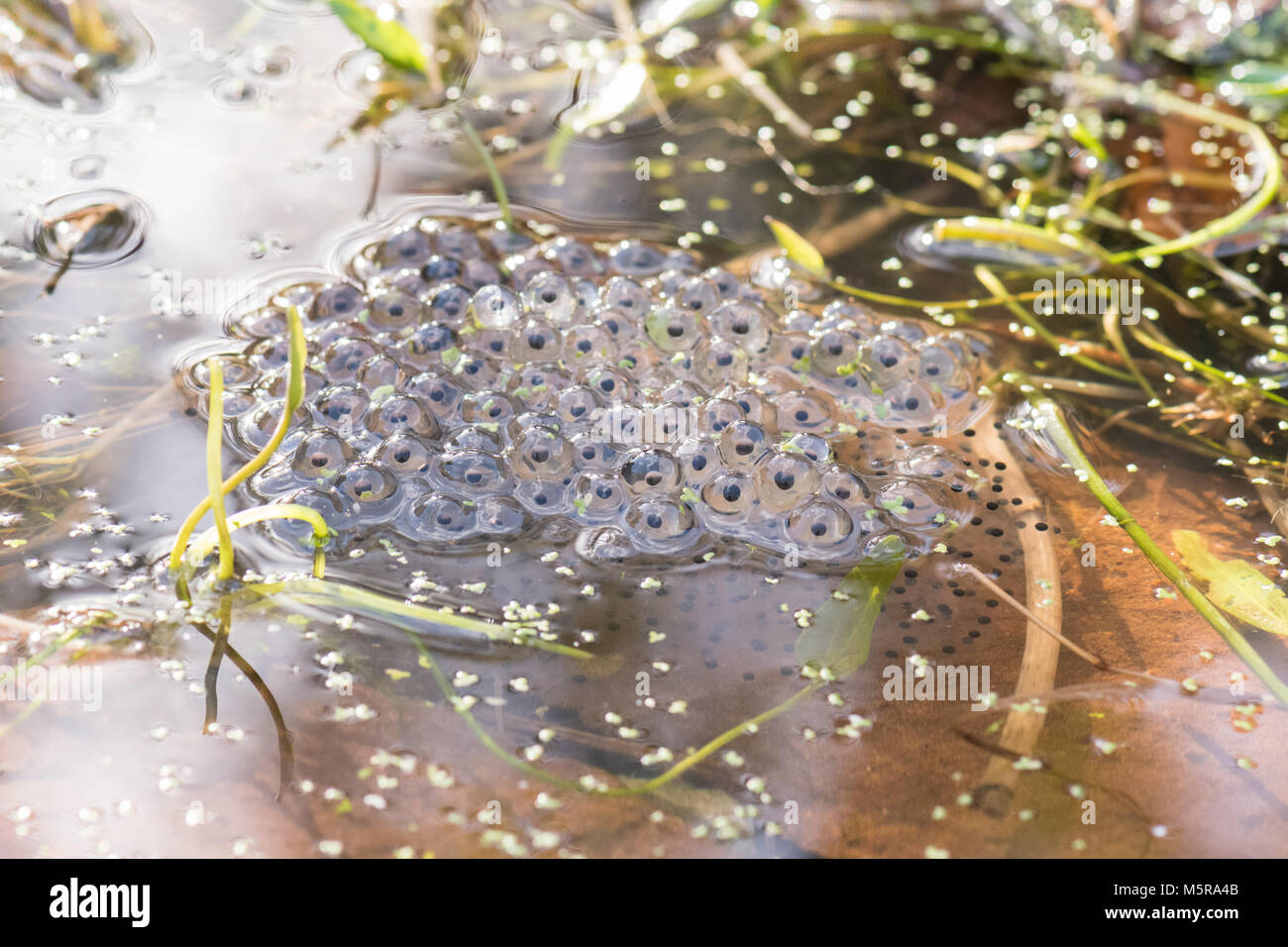 Frogspawn nel laghetto del giardino immagini e fotografie stock ad alta ...