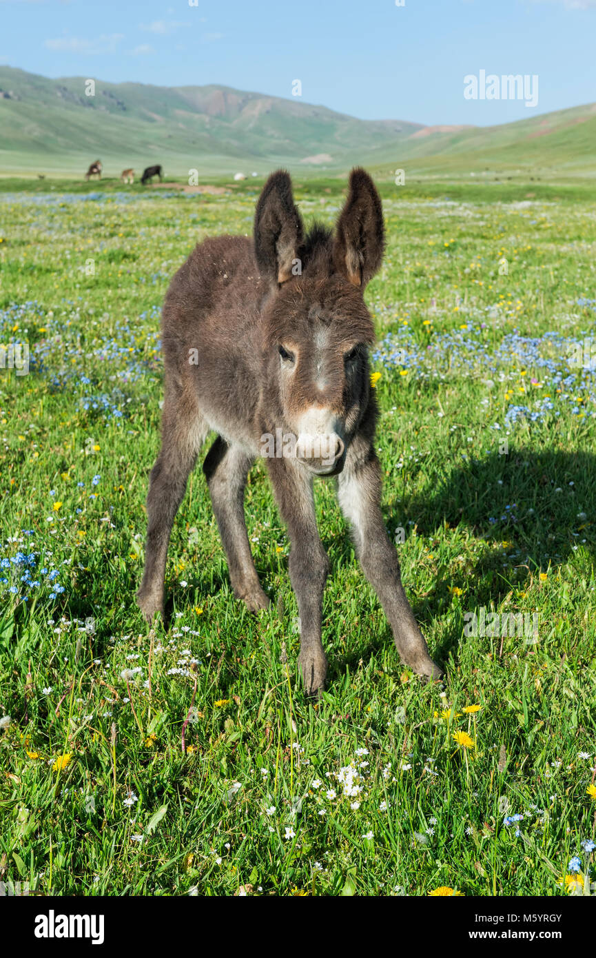 Asino Alla Ricerca Immagini e Fotos Stock - Alamy