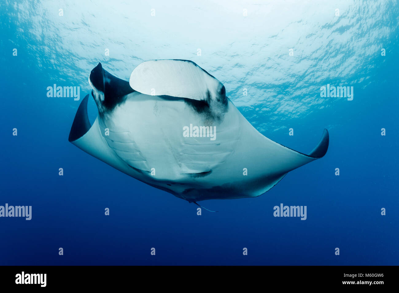 Manta gigante gigante immagini e fotografie stock ad alta risoluzione ...