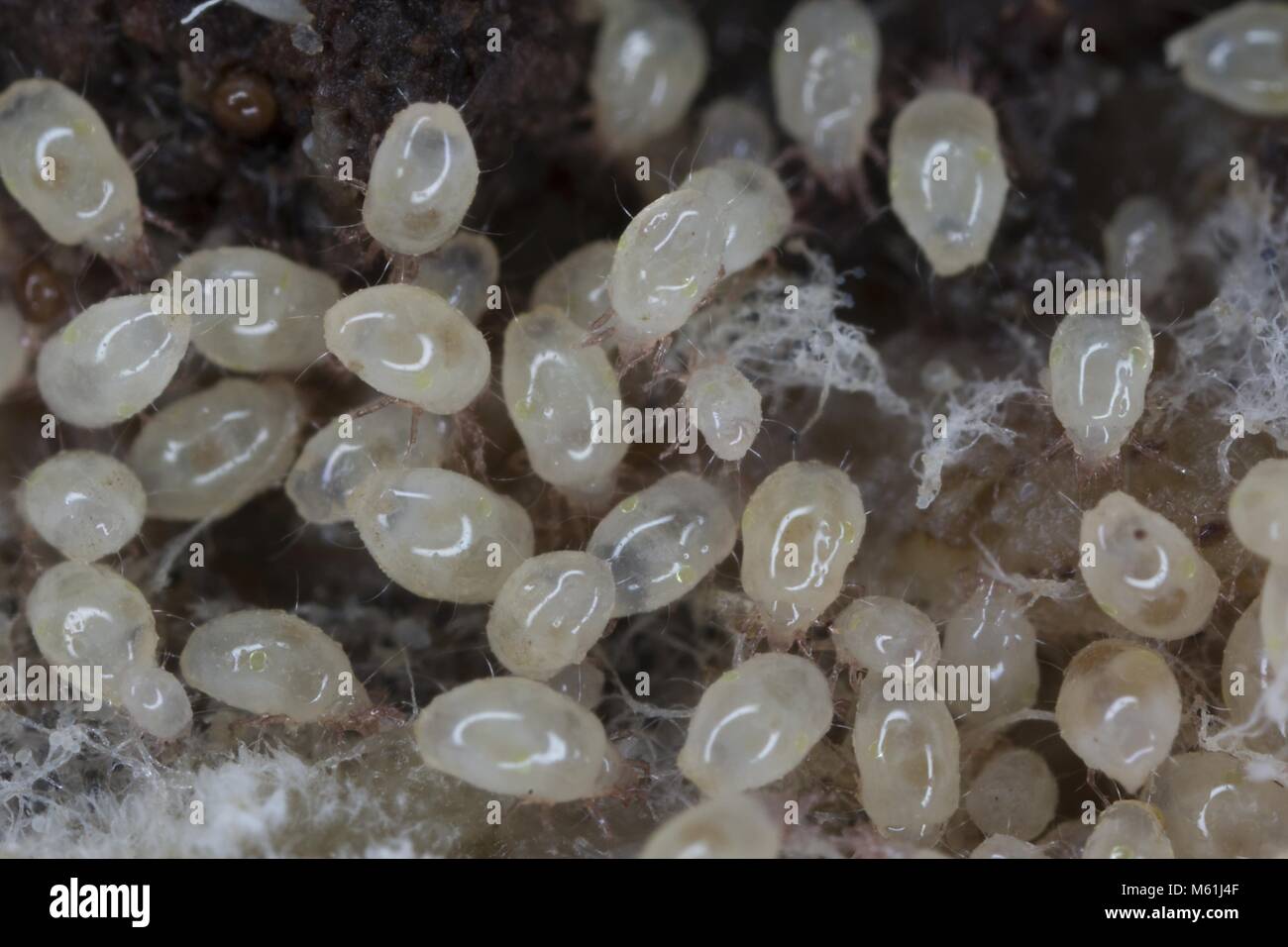 Acari prurito immagini e fotografie stock ad alta risoluzione - Alamy