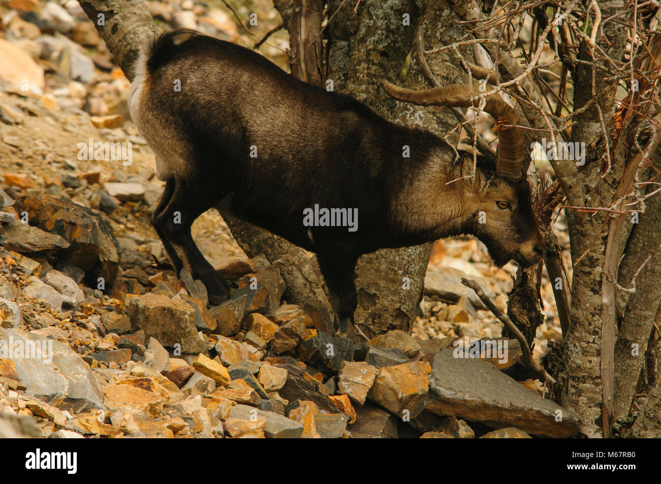 Mondo di capre di montagna immagini e fotografie stock ad alta ...