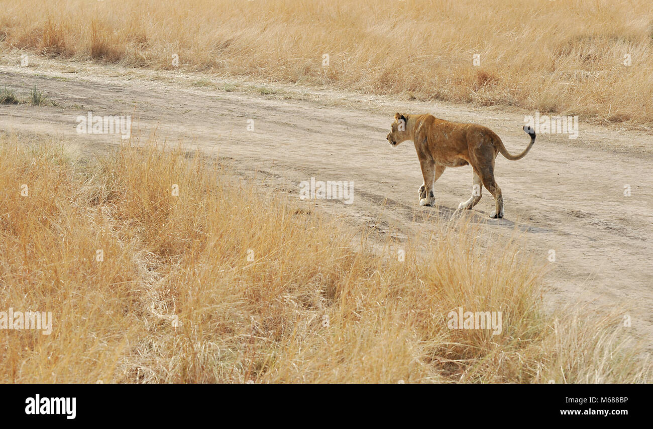 Preda leone adulto immagini e fotografie stock ad alta risoluzione - Alamy