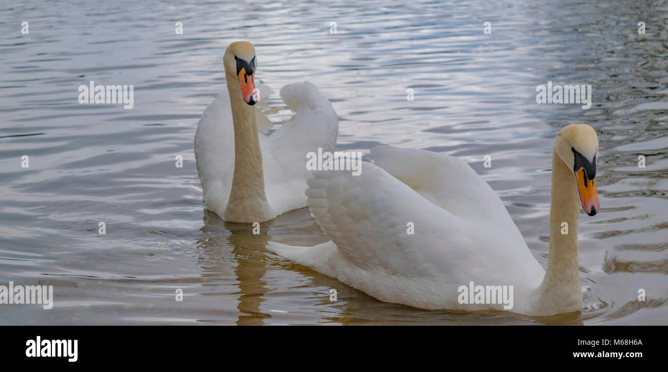 Sfondo di cigni bianchi immagini e fotografie stock ad alta risoluzione ...