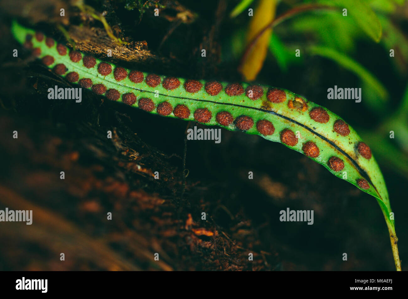 Piante vascolari immagini e fotografie stock ad alta risoluzione - Alamy