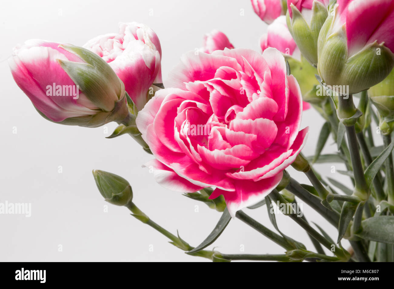 Garofano aperto immagini e fotografie stock ad alta risoluzione - Alamy