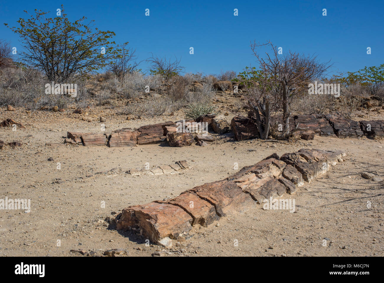 Albero pietrificato immagini e fotografie stock ad alta risoluzione - Alamy