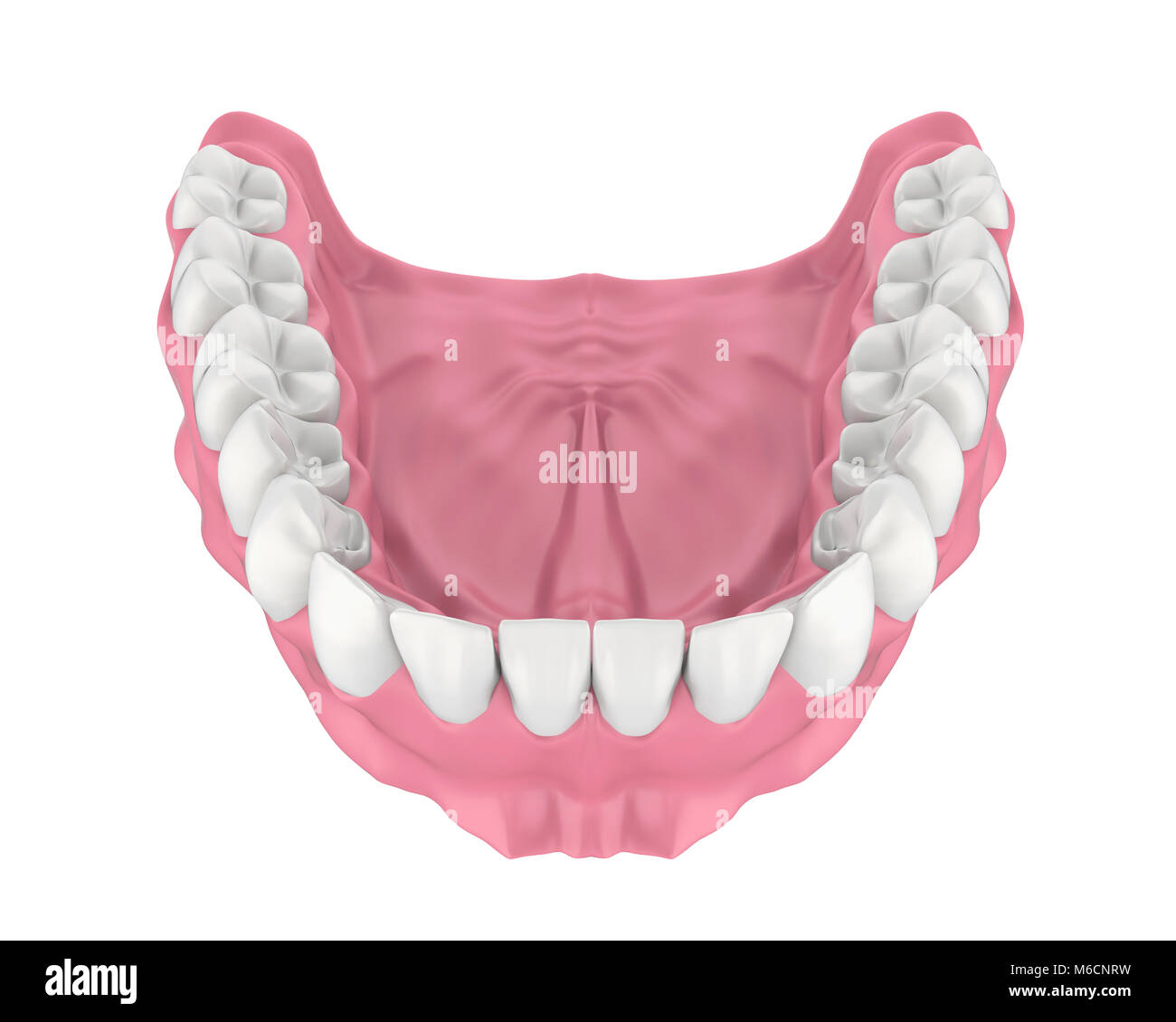 Anatomia dei denti immagini e fotografie stock ad alta risoluzione - Alamy