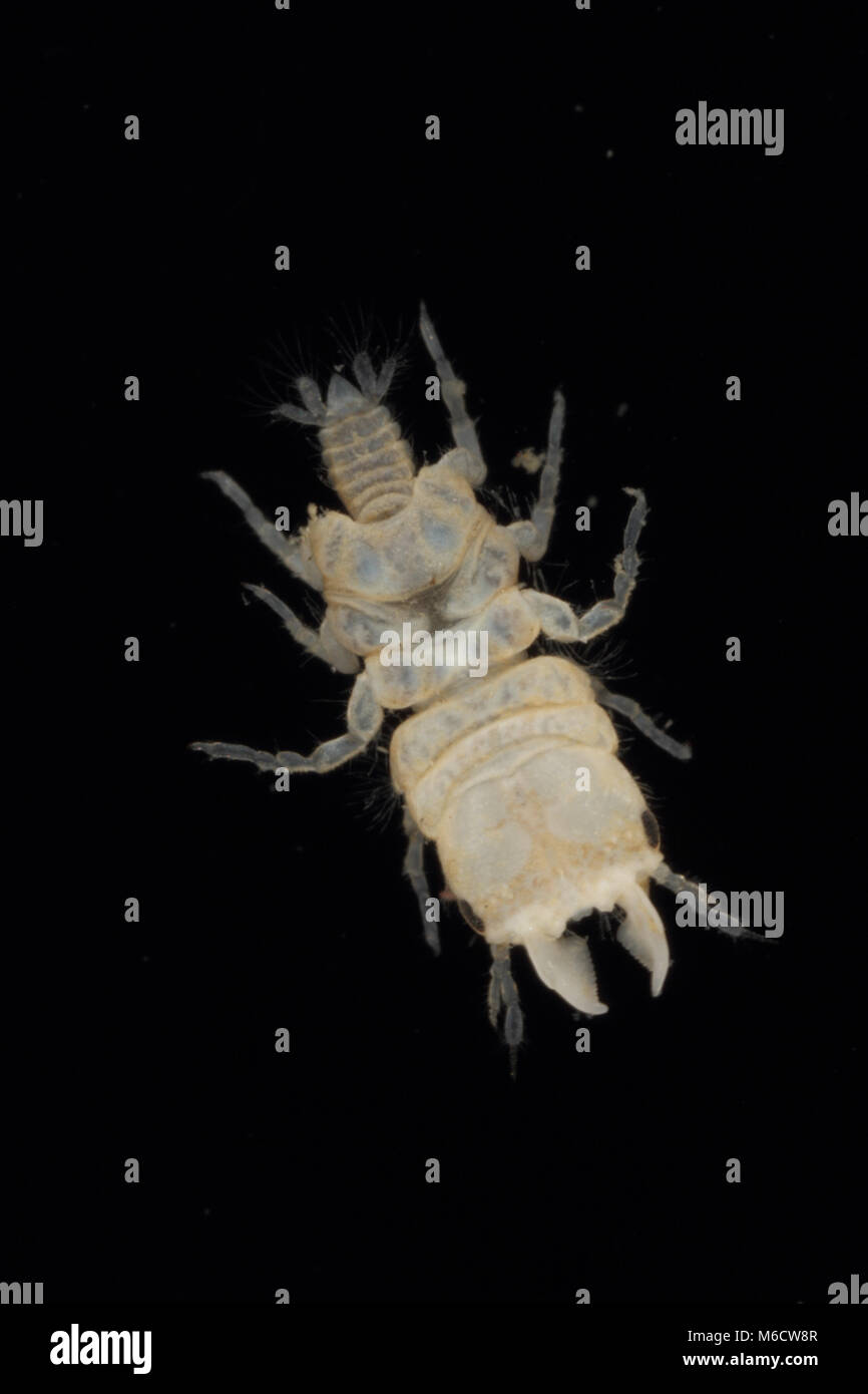 Isopodi marini immagini e fotografie stock ad alta risoluzione - Alamy