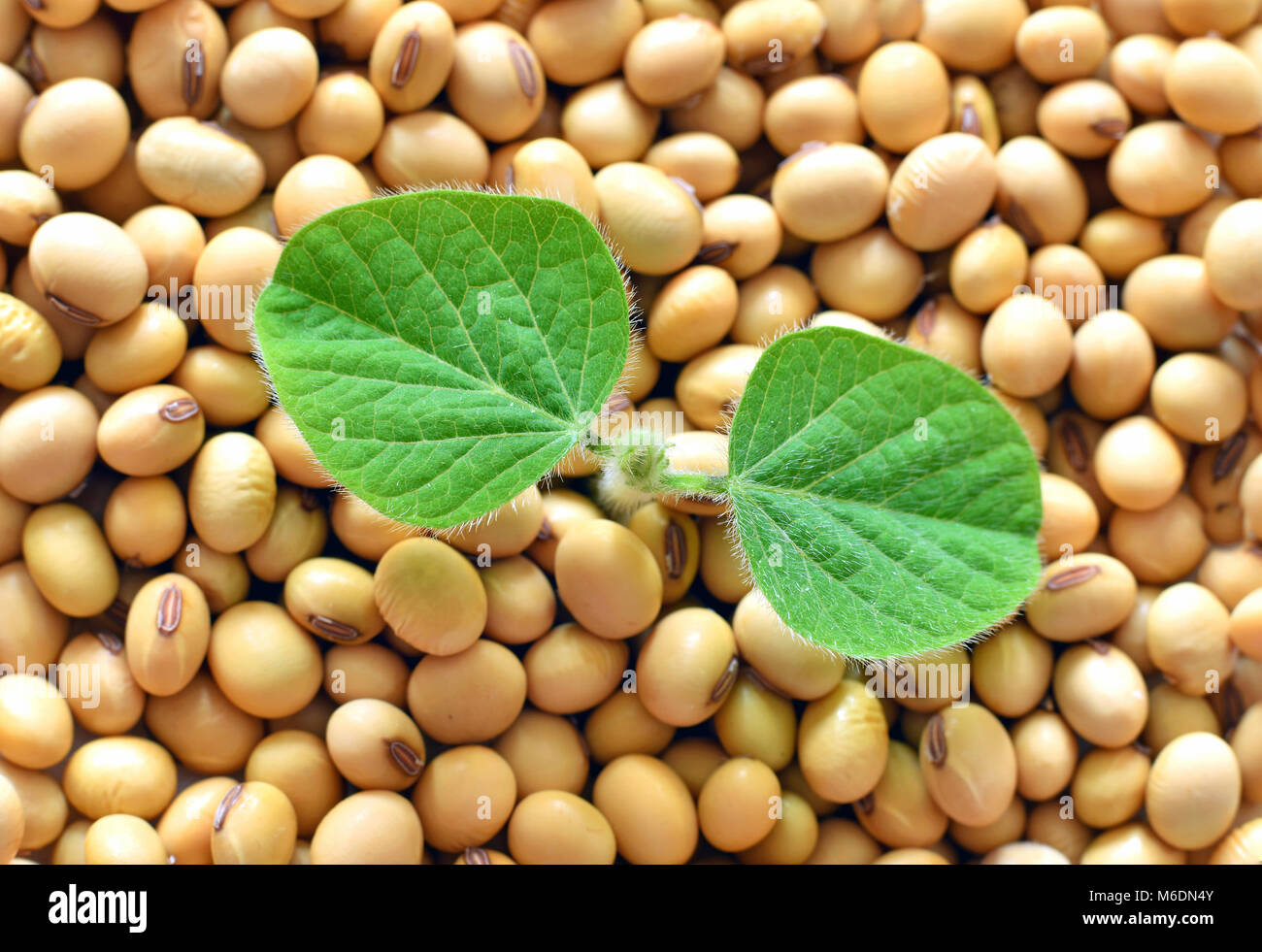 Seme di pianta in germinazione immagini e fotografie stock ad alta ...