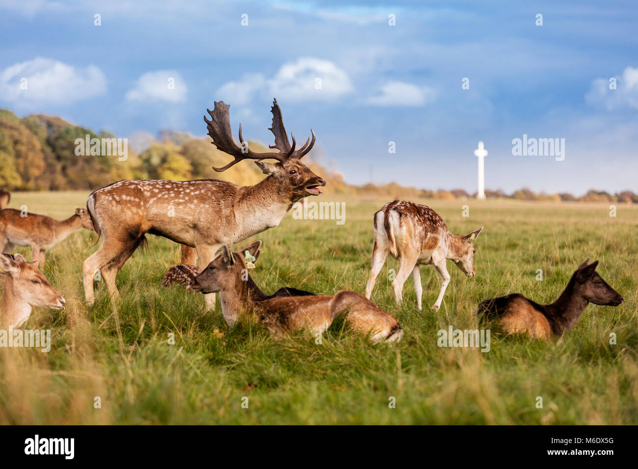 Giovani cervi vagano per il parco dei cervi immagini e fotografie stock ...