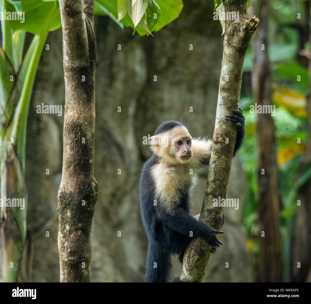Cappuccino dalla faccia bianca della costa rica immagini e fotografie ...