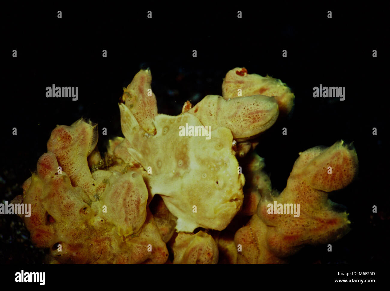 Rana in spugne immagini e fotografie stock ad alta risoluzione - Alamy