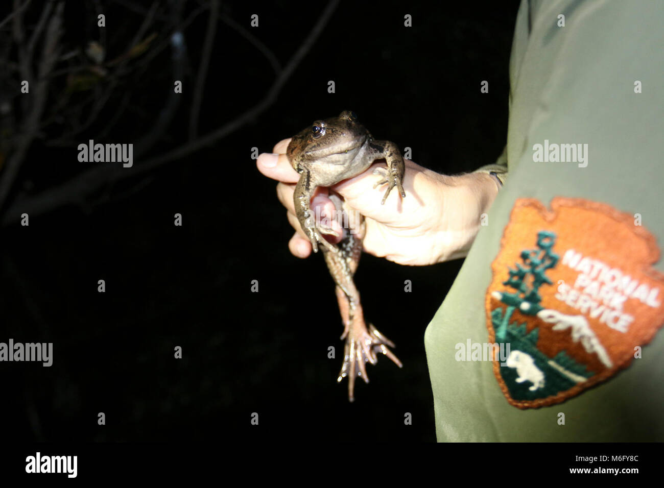 California rana dalle zampe rosse immagini e fotografie stock ad alta ...