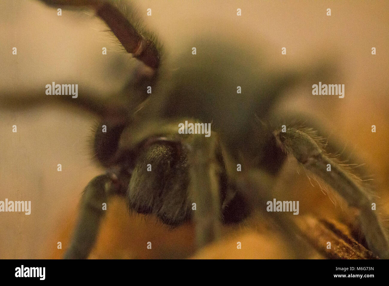 Tarantola terrestre immagini e fotografie stock ad alta risoluzione - Alamy