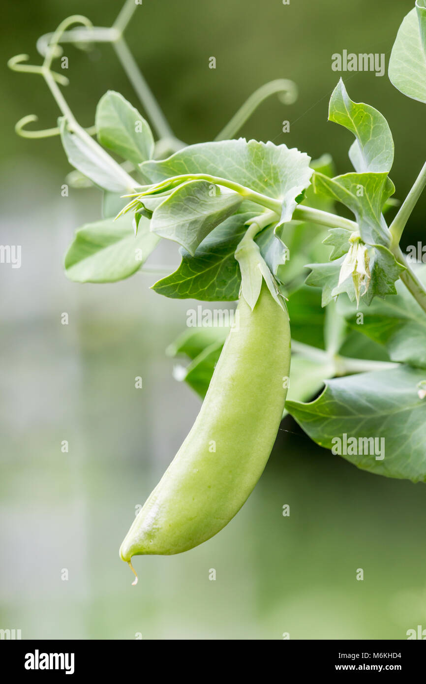 Pianta di piselli immagini e fotografie stock ad alta risoluzione - Alamy