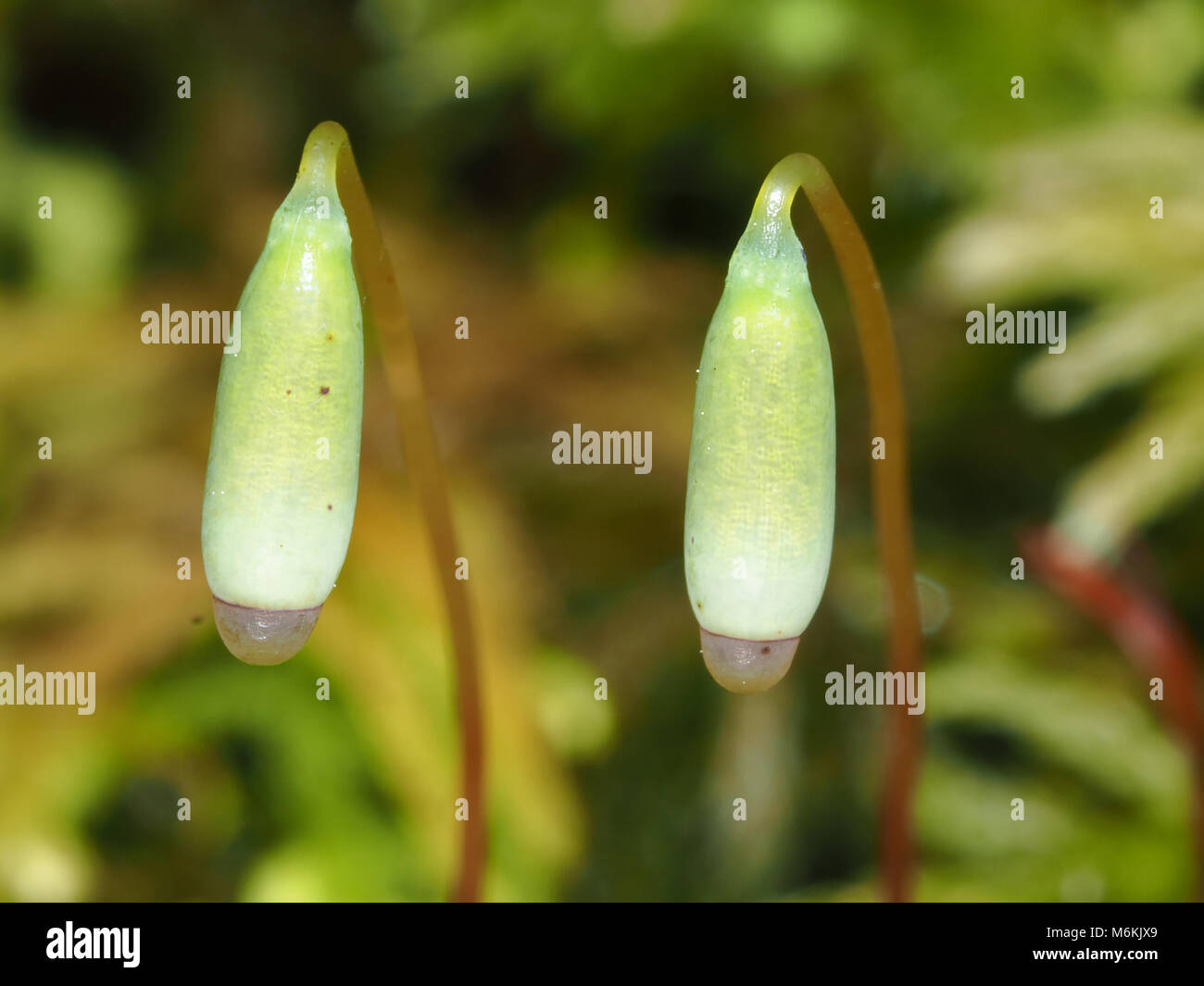 Capsula di spore di muschio immagini e fotografie stock ad alta ...