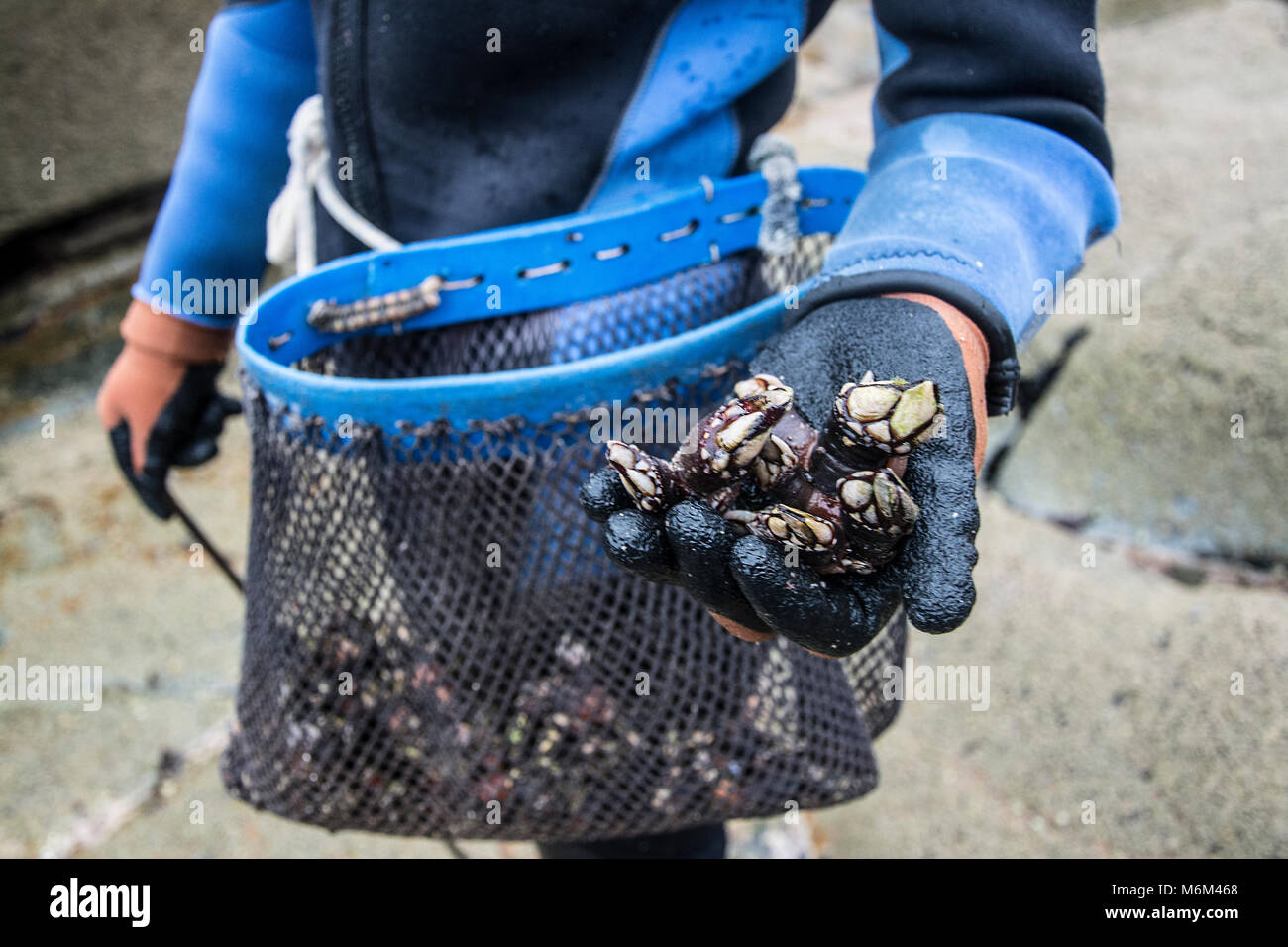 Percebes of galicia immagini e fotografie stock ad alta risoluzione - Alamy