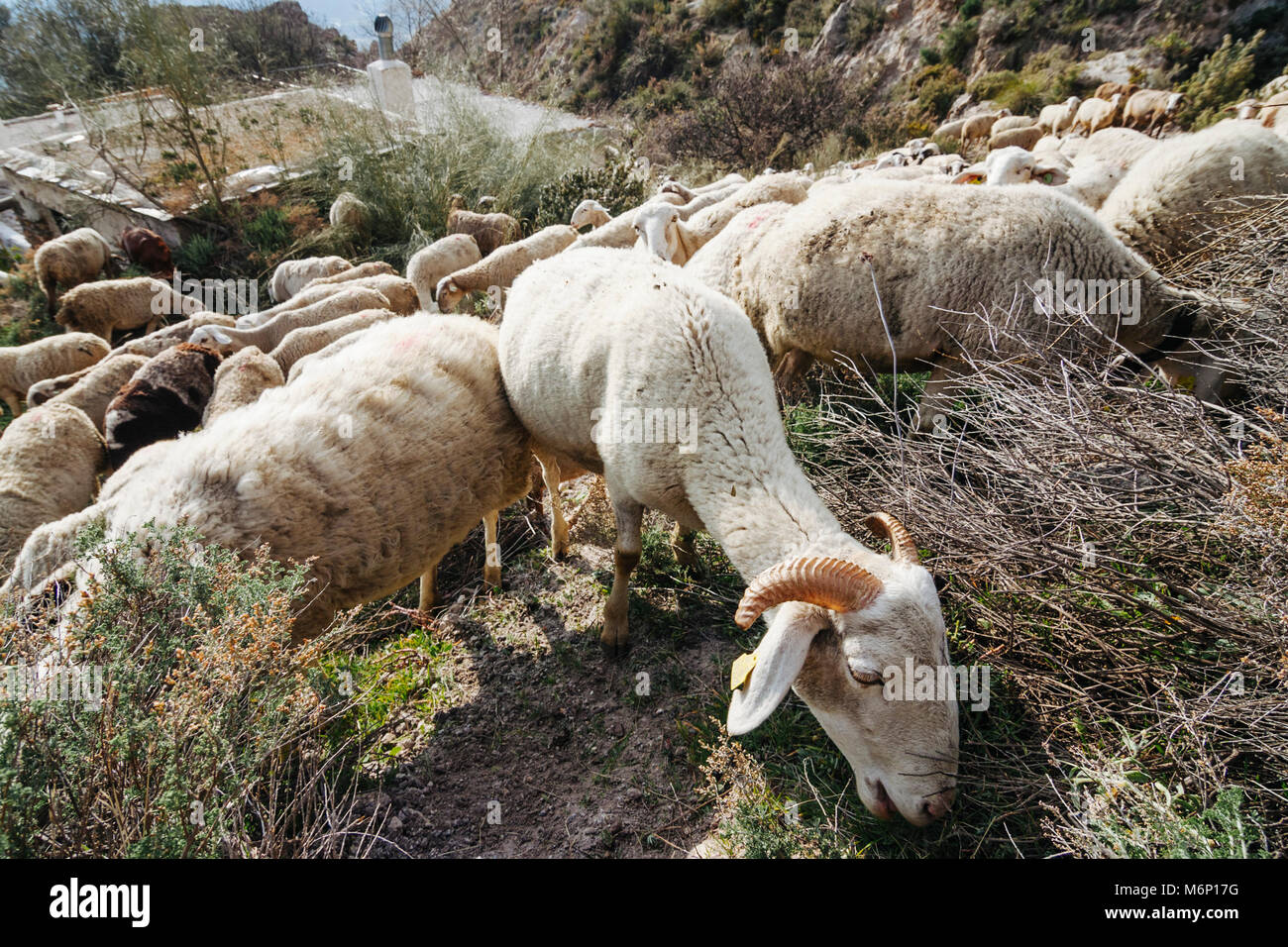 Capra Casa Immagini e Fotos Stock - Alamy