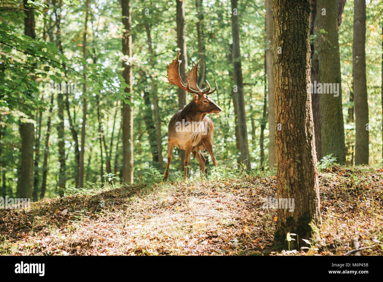 Cervo meraviglioso immagini e fotografie stock ad alta risoluzione - Alamy