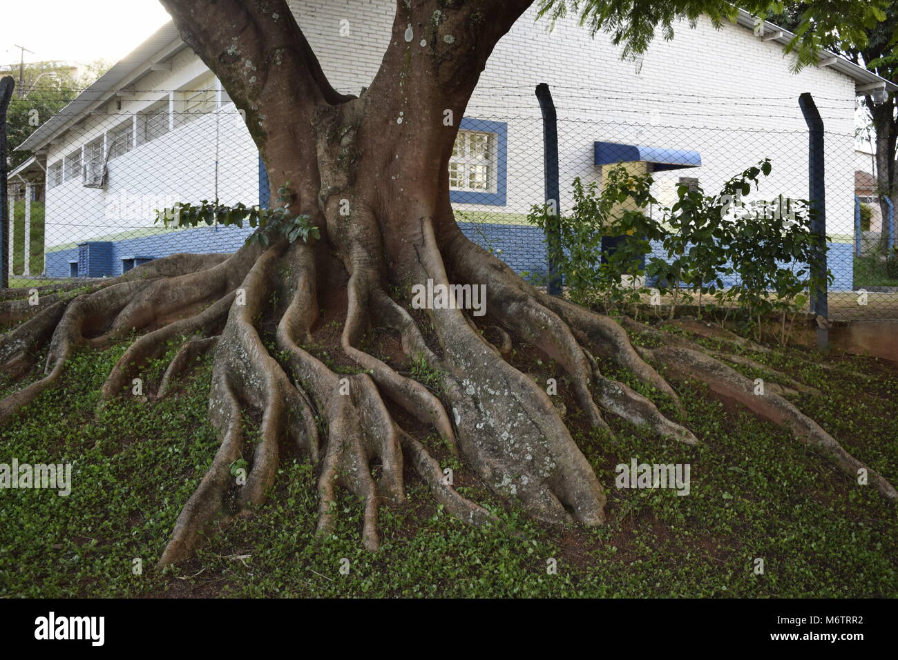Radici delle piante piu belle immagini e fotografie stock ad alta ...