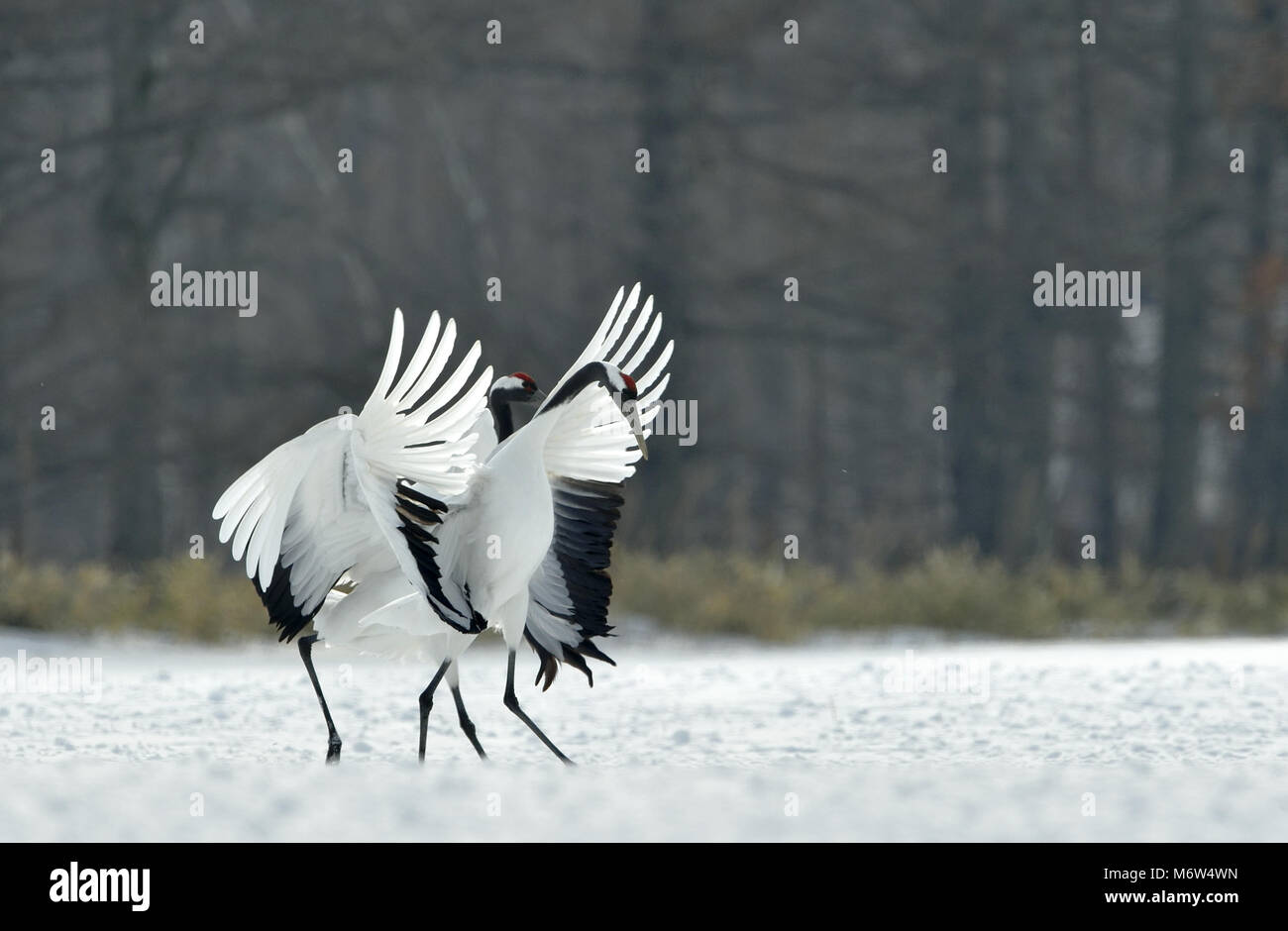 Gru selvaggia immagini e fotografie stock ad alta risoluzione - Alamy