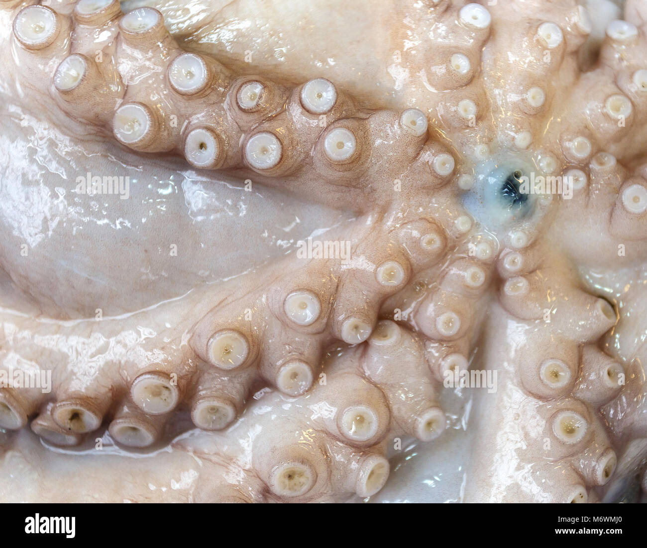 Polpo bianco immagini e fotografie stock ad alta risoluzione - Alamy