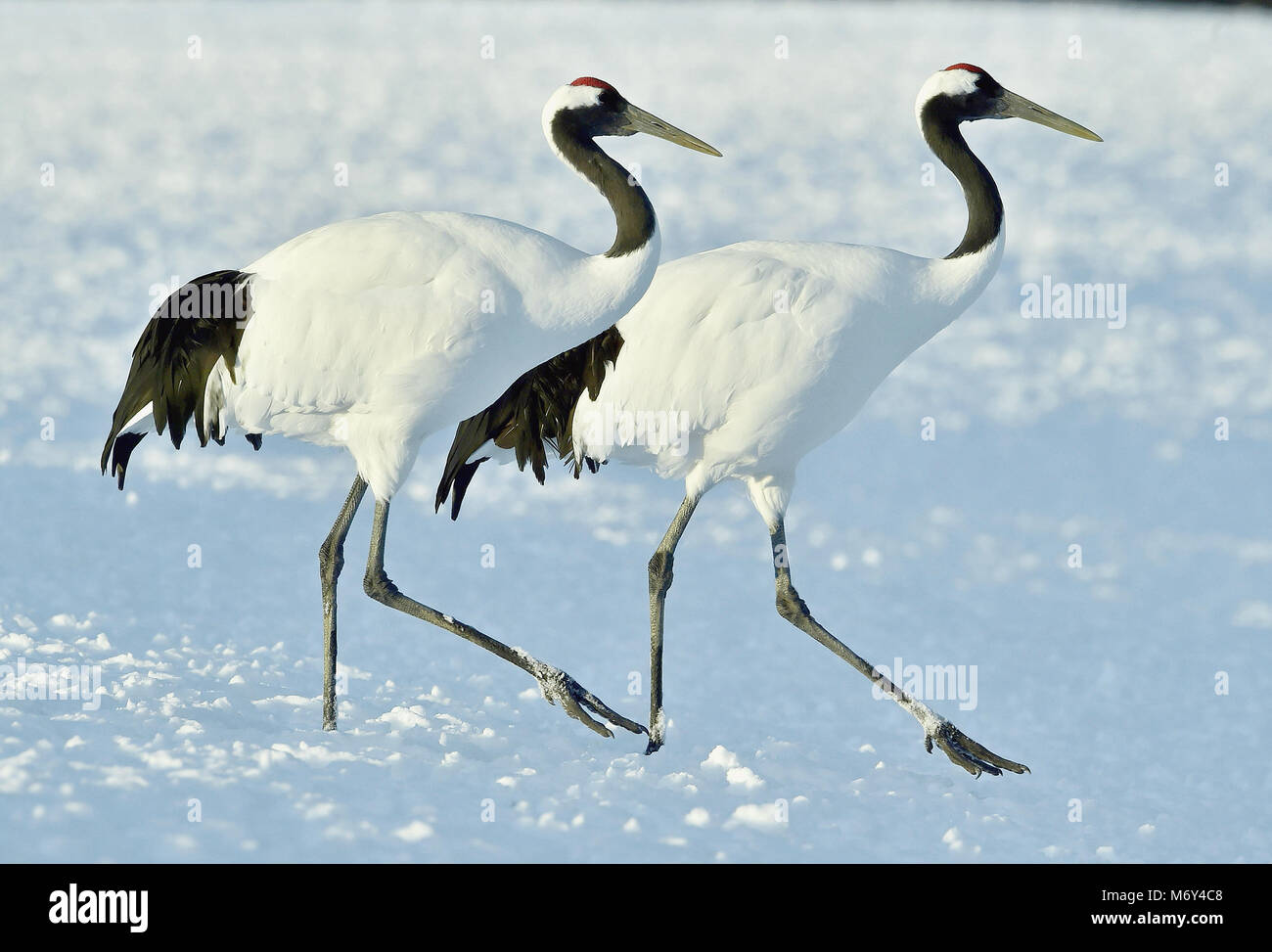 Ballo di gru. Il rosso-Crowned Crane, chiamato anche il giapponese o ...