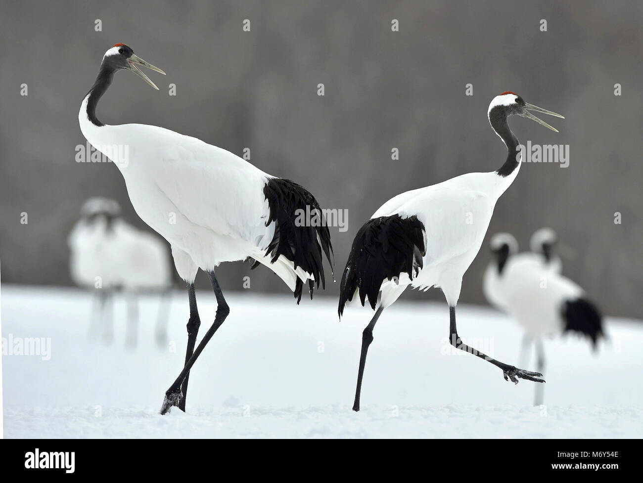Ballo di gru. Il rosso-Crowned Crane, chiamato anche il giapponese o ...