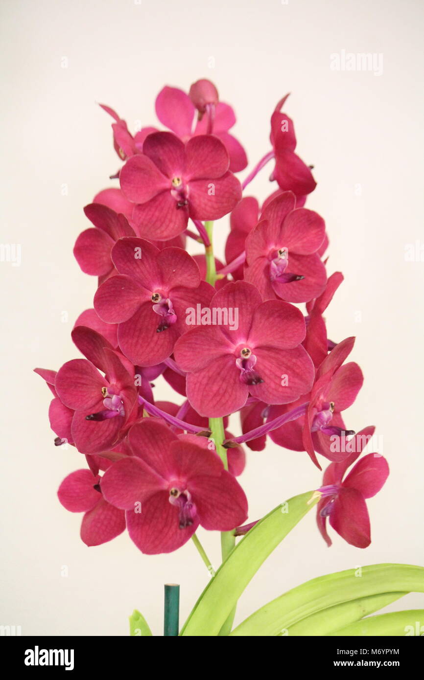 Rosa vanda immagini e fotografie stock ad alta risoluzione - Alamy