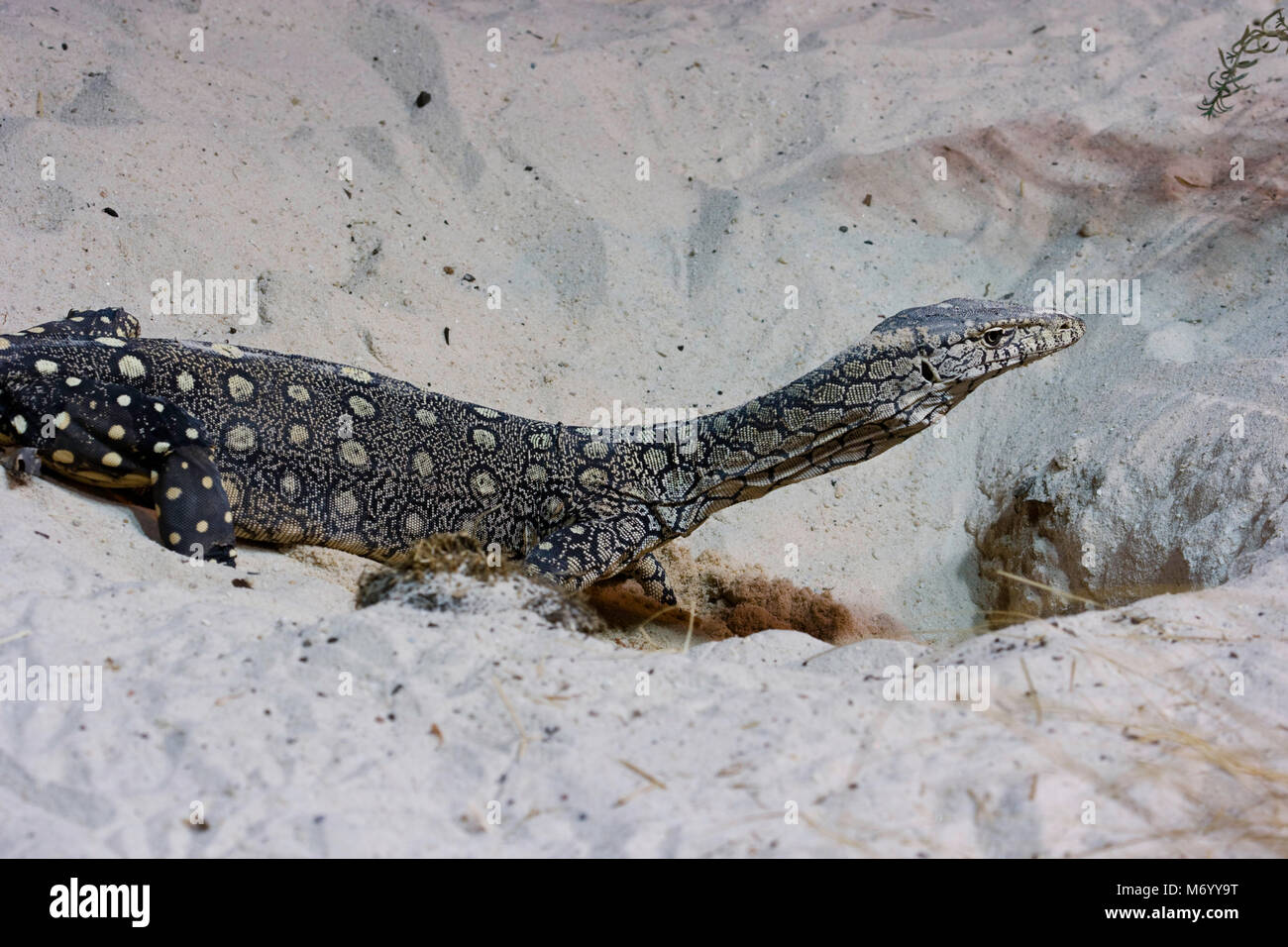 Giganteus perentie immagini e fotografie stock ad alta risoluzione - Alamy