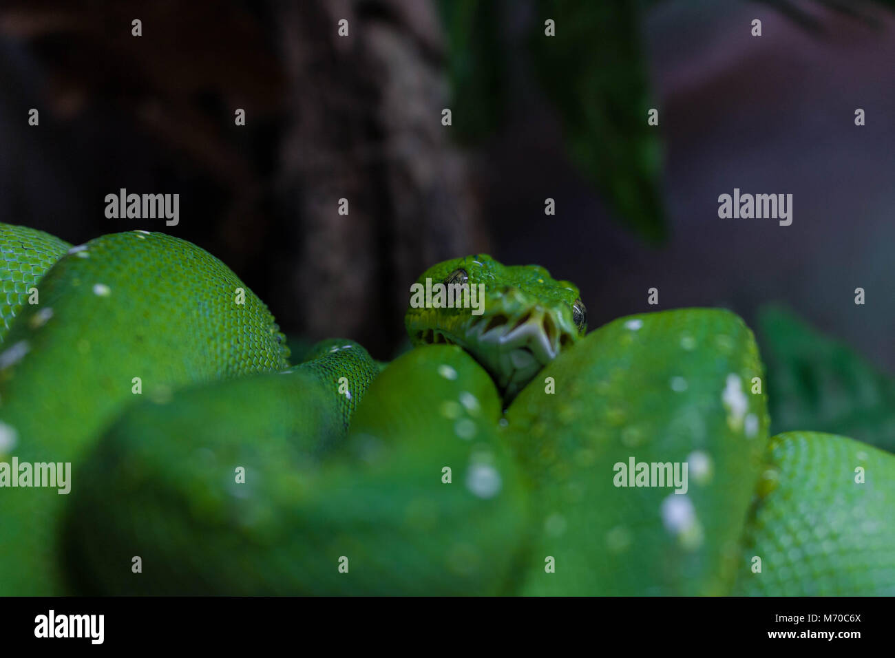 Green tree snake immagini e fotografie stock ad alta risoluzione - Alamy
