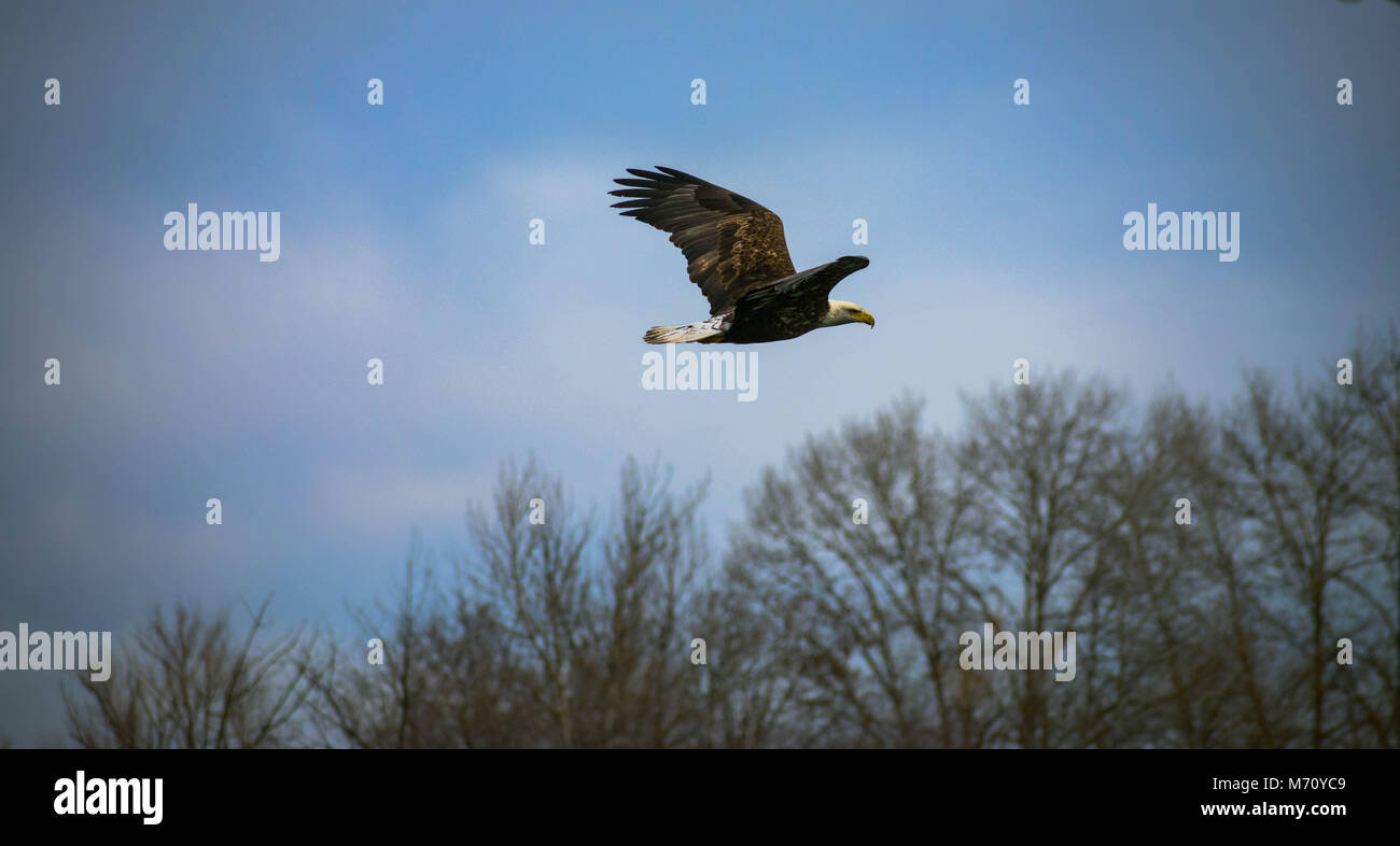 Aquila ad ali spiegate immagini e fotografie stock ad alta risoluzione ...